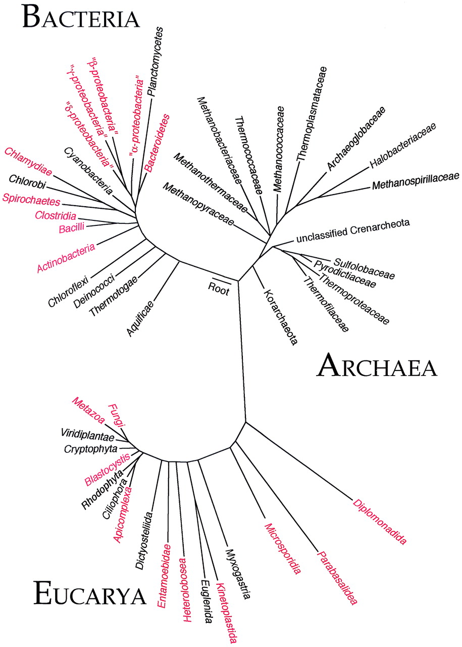 The Mermaid's Tale: Extremeophile microbes - evidence of one of the ...