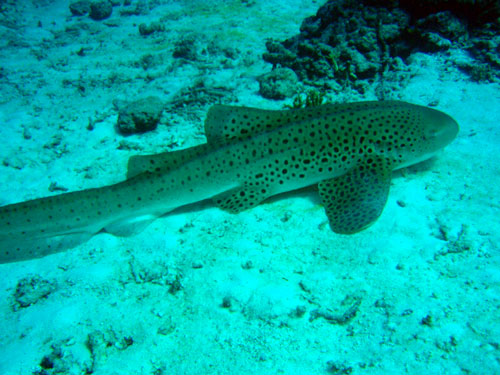 Artes de Pesca: VAMOS A PESCAR TIBURONES 6ª Parte (F)