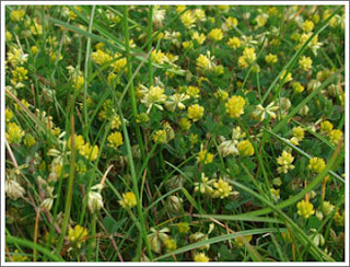 Lesser Trefoil - Yellow Suckling Clover ~ Lawn and Turf Care
