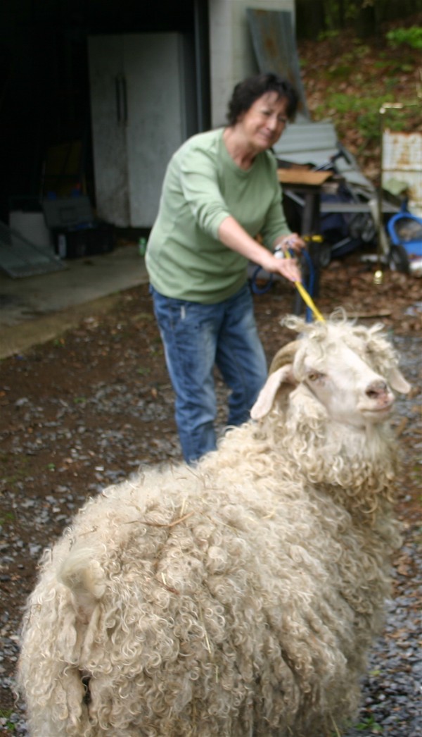phyllis`s view: Shearing the angora goats