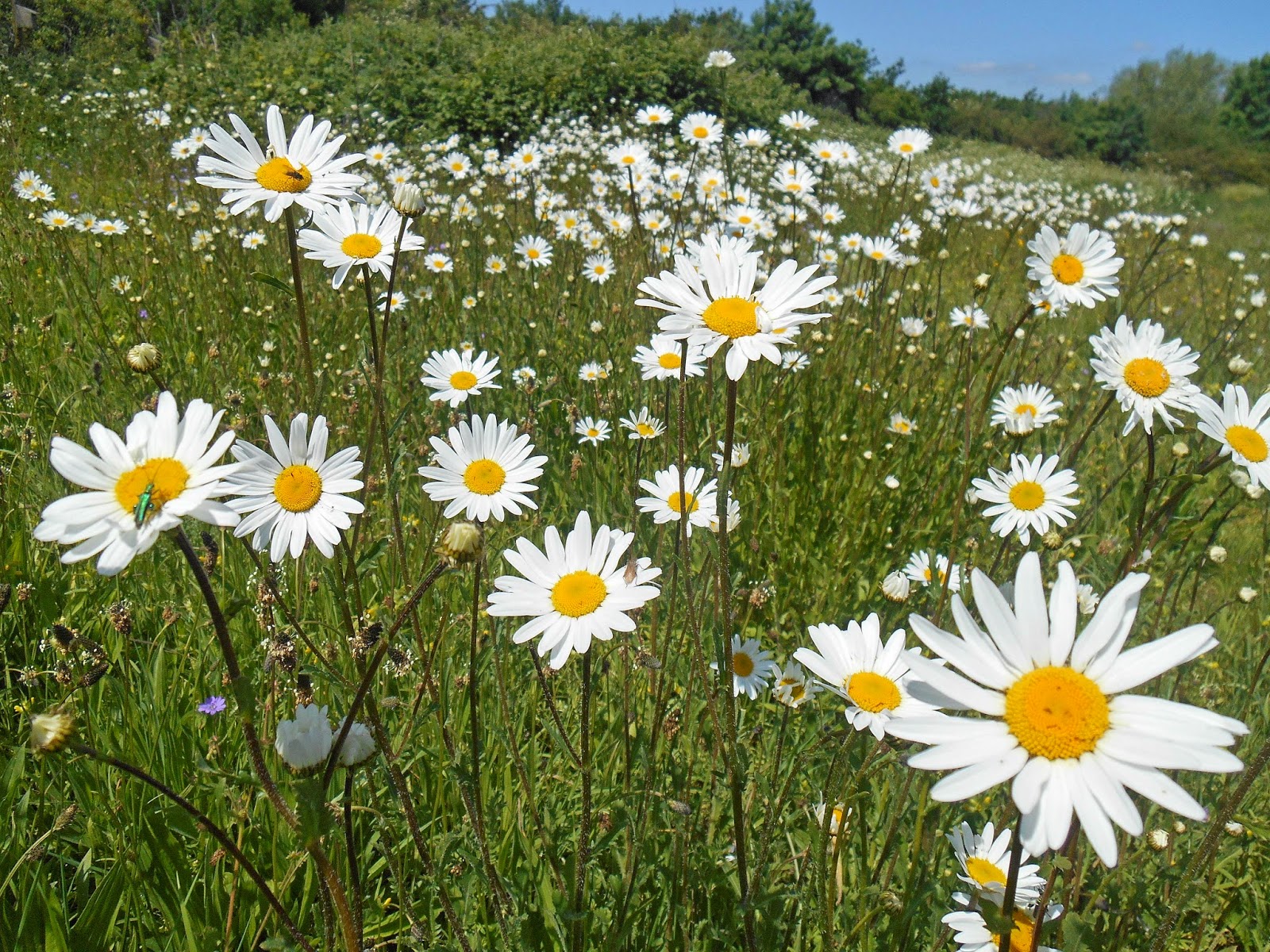 Non-Stop Birding: Daisy Safari