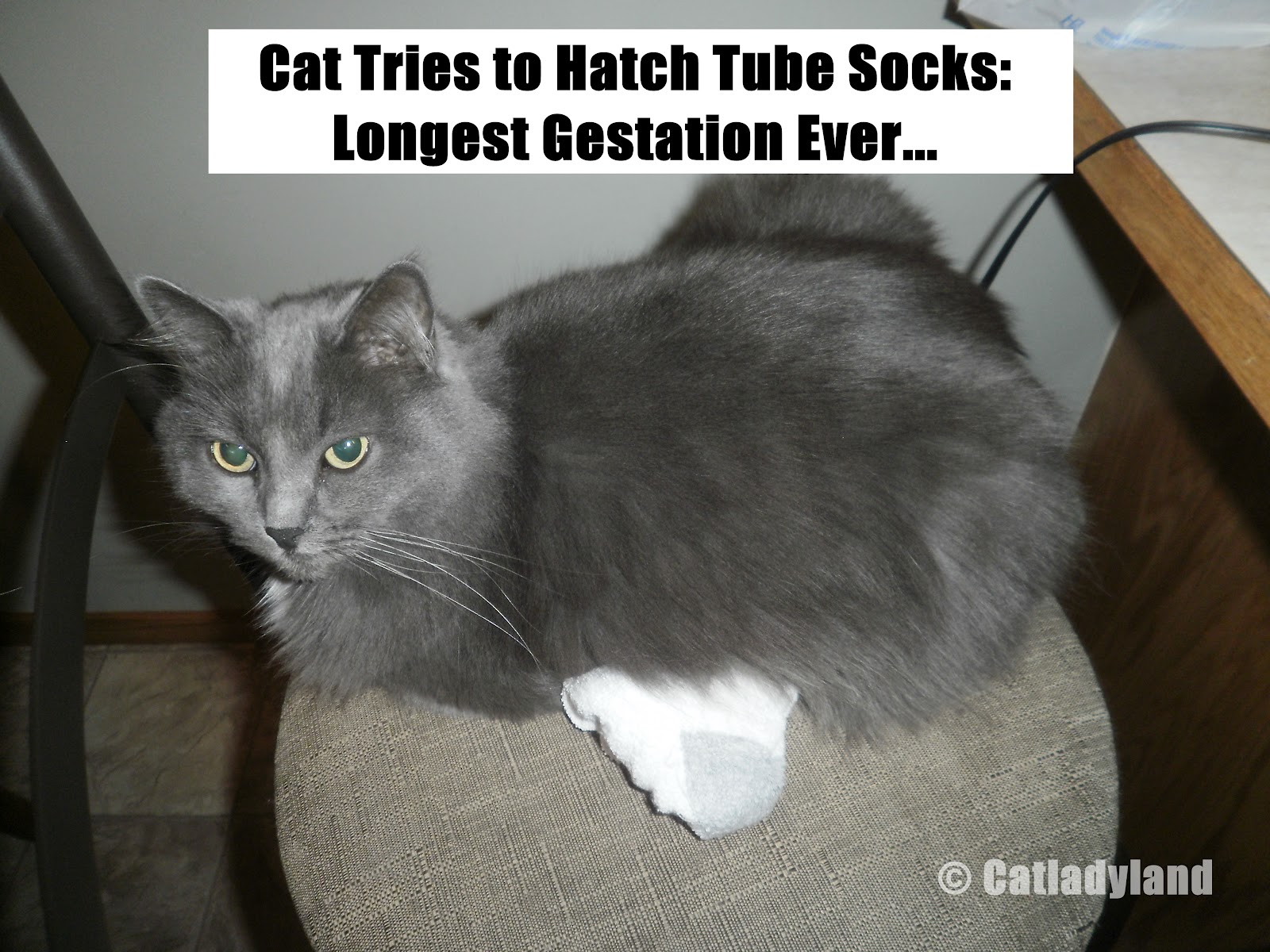 Catladyland: Cats are Funny: Sock It To Me