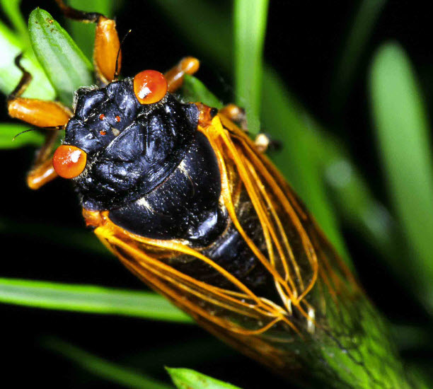 Cicada | The Life of Animals