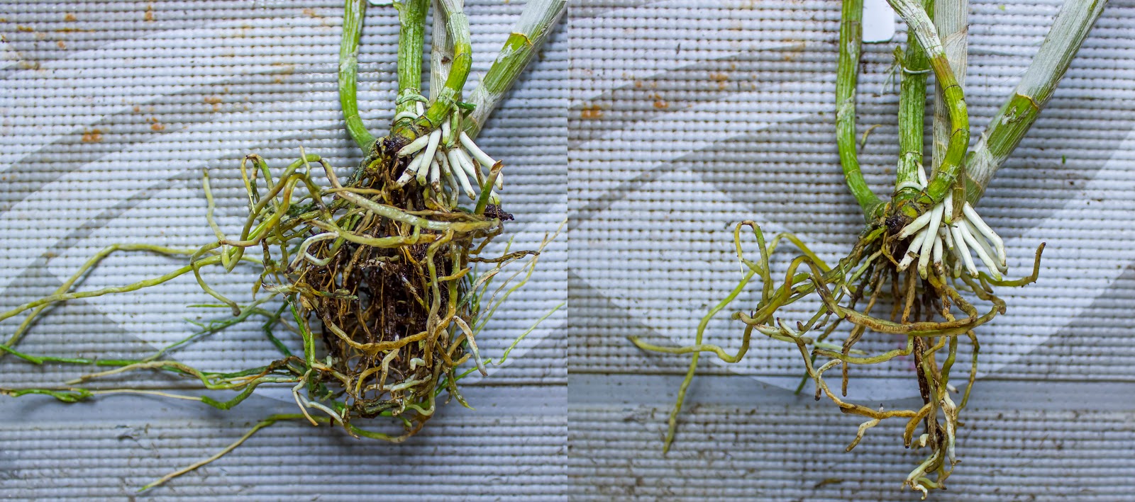 Maria's Orchids: 10/01/2012 - 11/01/2012