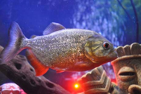 Freshwater Fish: Nikon Fish