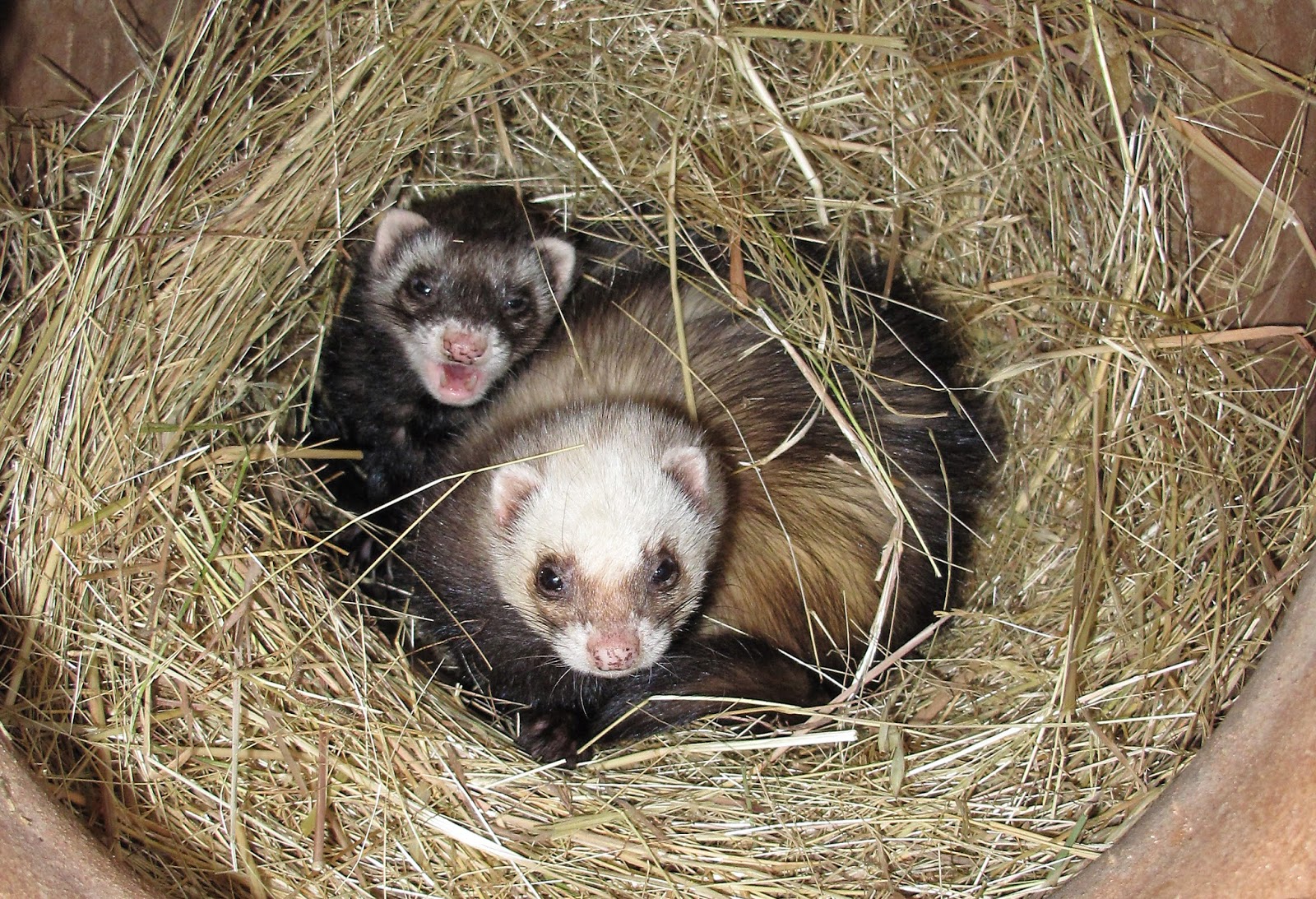 C.Naturaleza Cañada Real: QUE DEBEMOS DE SABER SI TENEMOS UN HURON EN ...