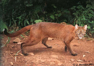 Endangered Earth Blog: Borneo Bay Cat