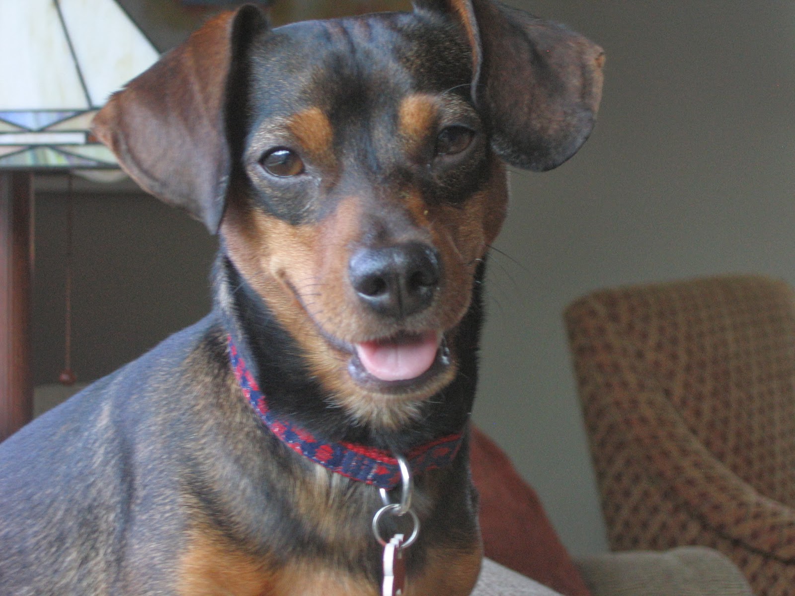 Jeeves the Doxiepin ~ Anze the DoxiePin Dog