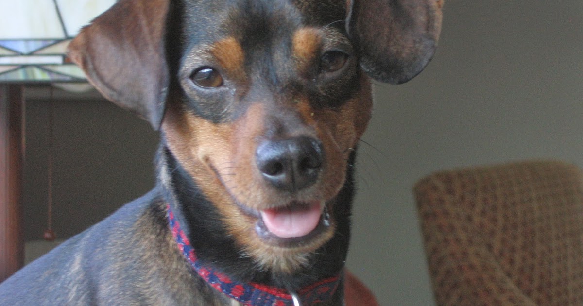 Jeeves the Doxiepin ~ Anze the DoxiePin Dog