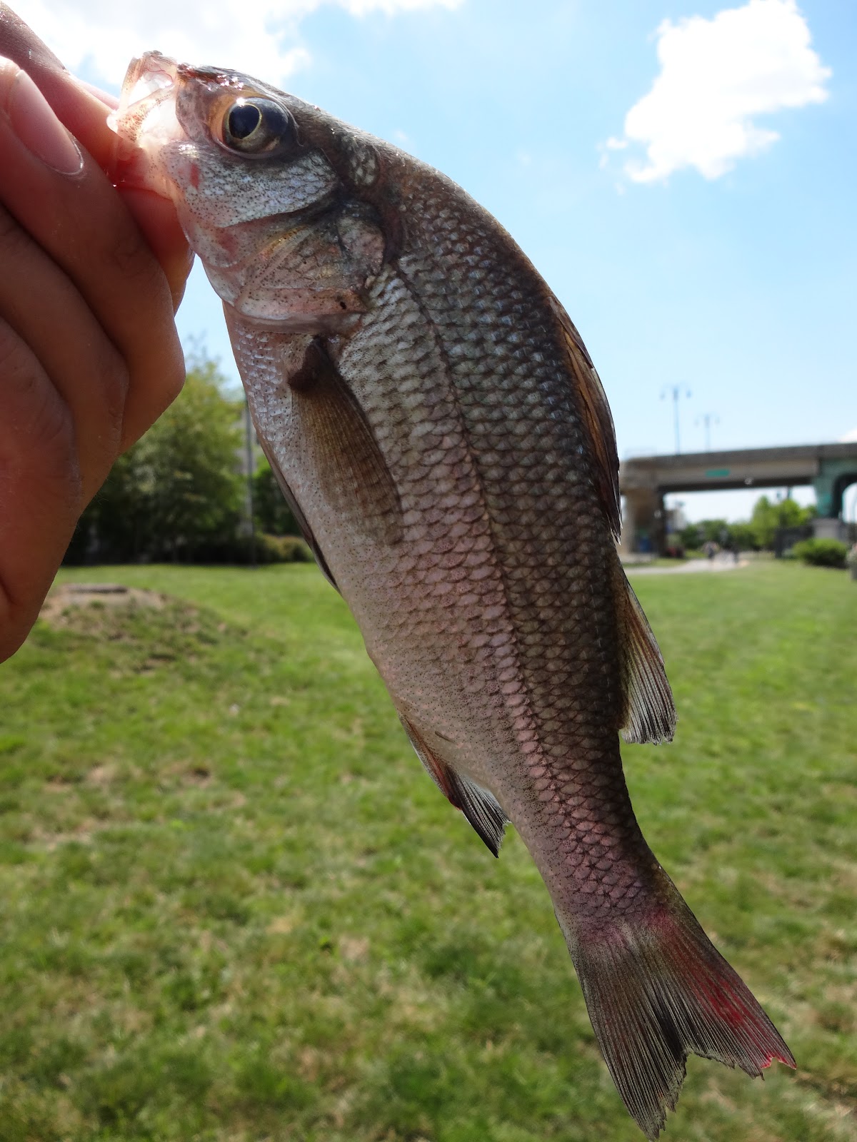 Extreme Philly Fishing: Recent Catches...(June 20th+)