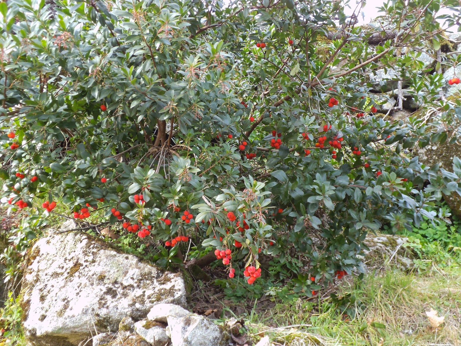 Lampaça: Lampaça - Medronheiro/Merodieiro ou Ervediero