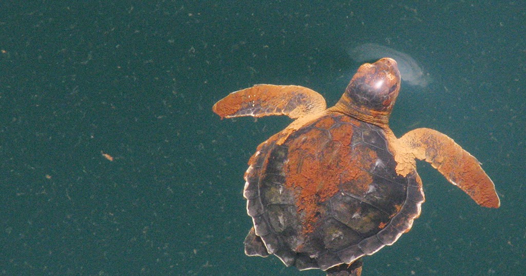 Earth and Space News: Kemp's Atlantic Ridley: Gray Heartlike Upper ...