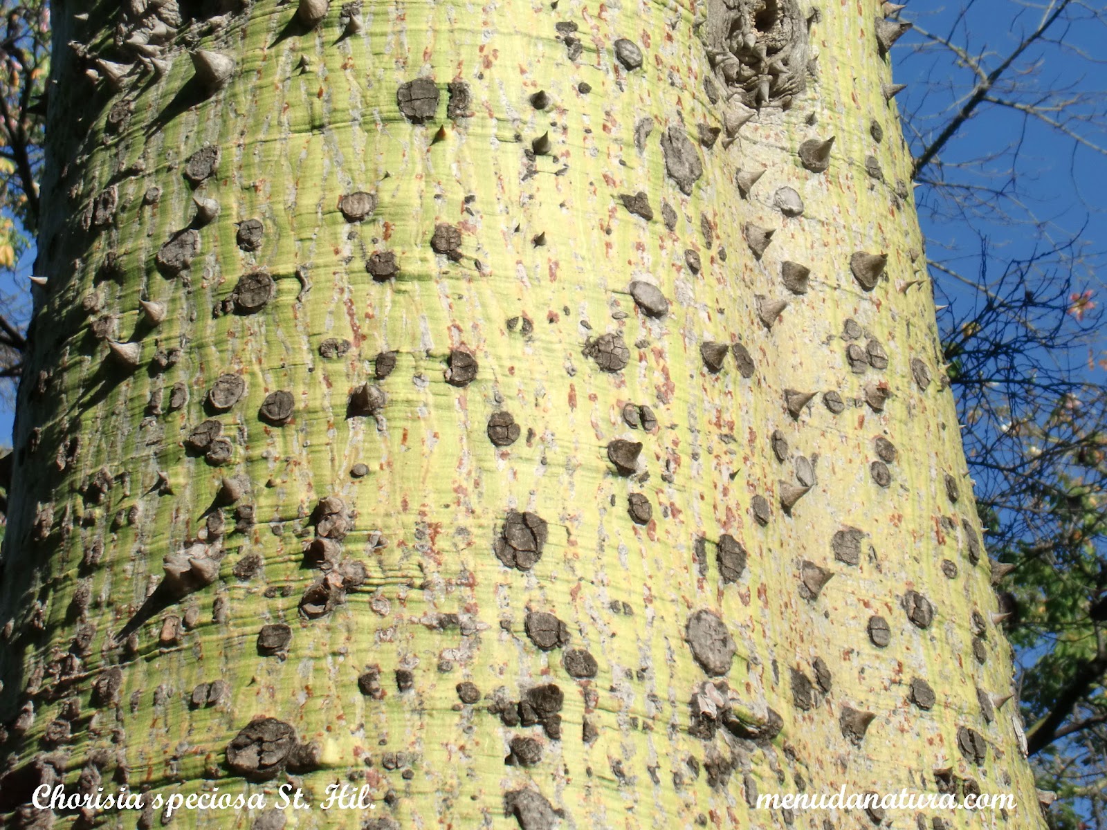 El Jardí de Menuda Natura: Corísia, Árbol botella, Árbol de la lana ...