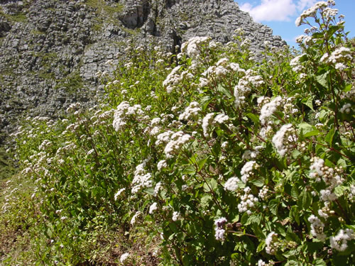 Centro Poblado de Chaca: ESTUDIO ETNOBOTÁNICO DE LAS PLANTAS ...