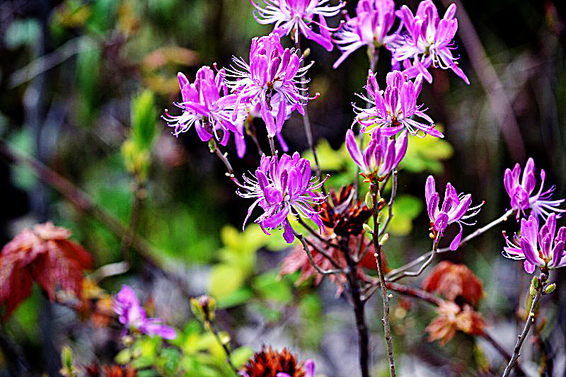 nature tales and camera trails: Rhodora wildflower