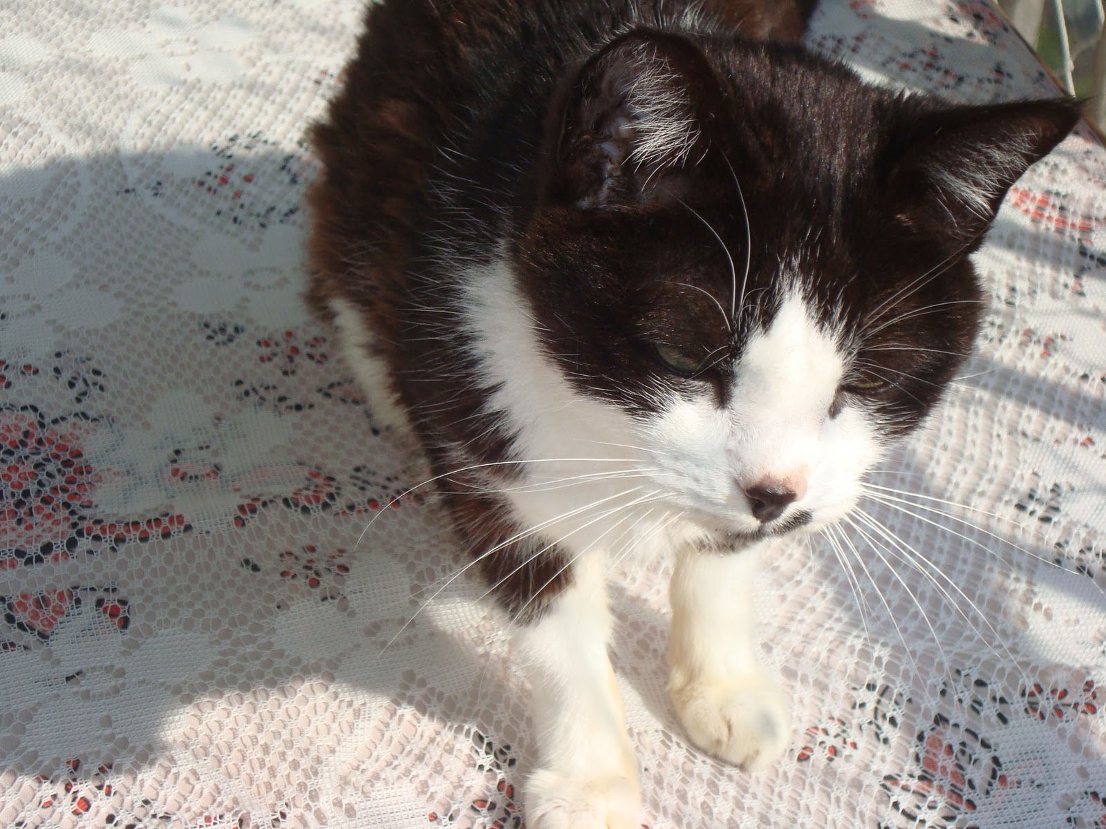 Alma Feliz - Por que todos os seres vivos têm direito à felicidade!