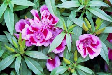 Best Flower's Care: GODETIA