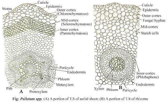 PSILOTUM - CLASSIFICATION, STRUCTURE OF SPOROPHYTE, REPRODUCTION ...