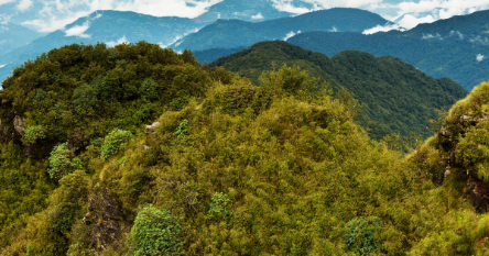 Forest and Vegetation Types of Nepal - Blogger Nepal