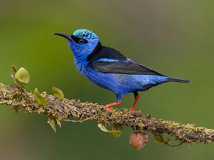BARRY the BIRDER: A most beautiful blue bird...