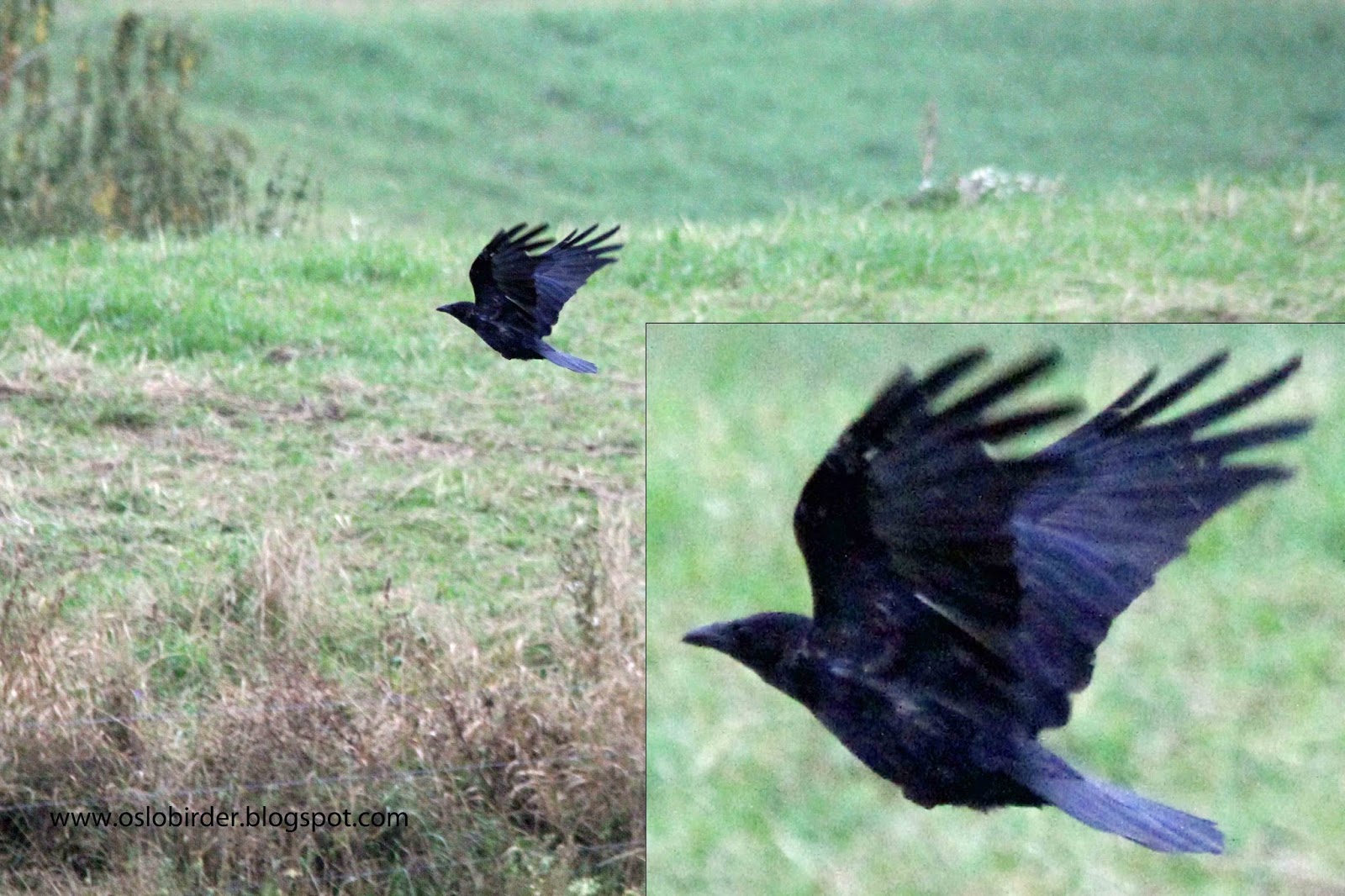 OSLO BIRDER: Hybrid blues