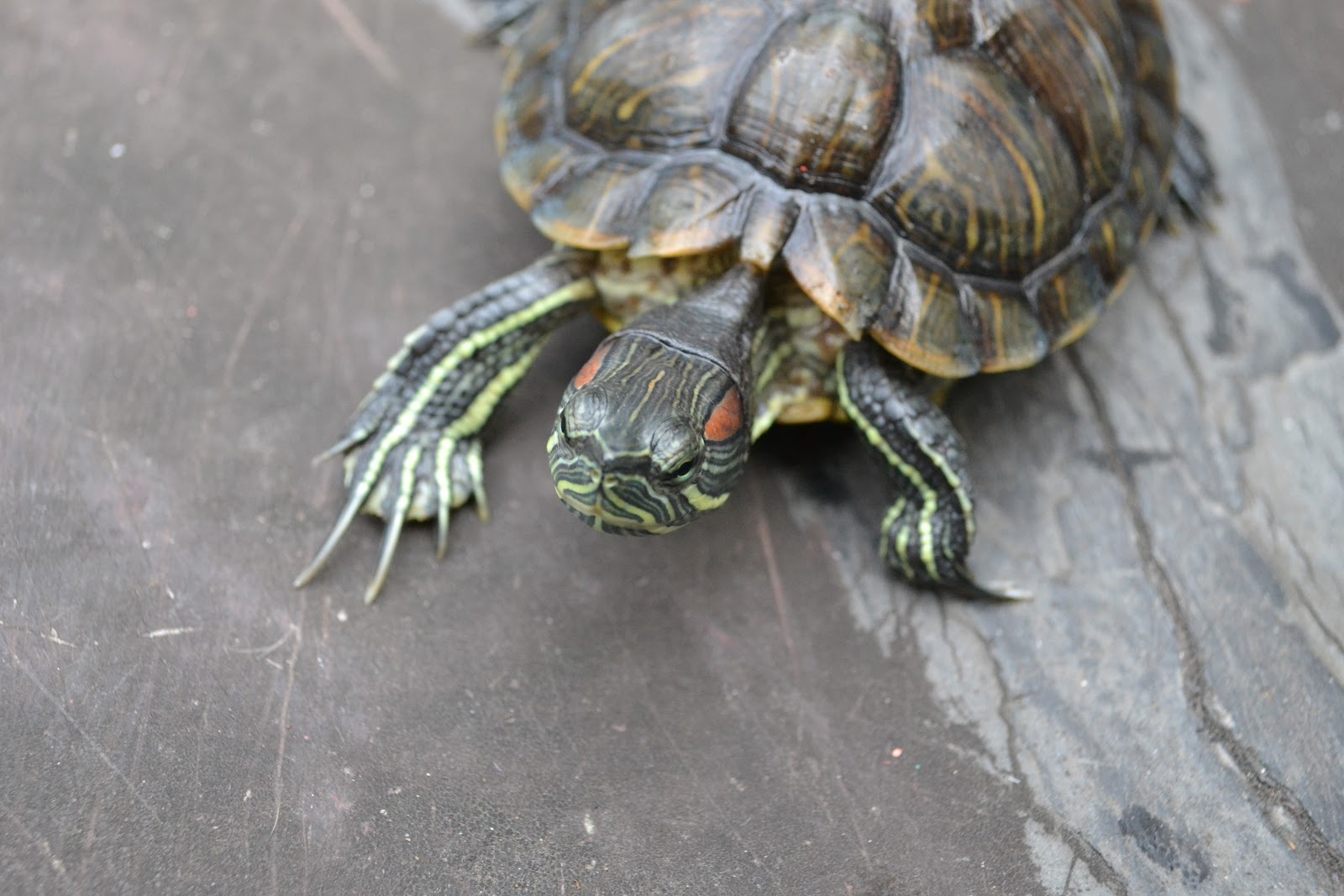 Kontentika: Cara Merawat Kura-Kura Brazil