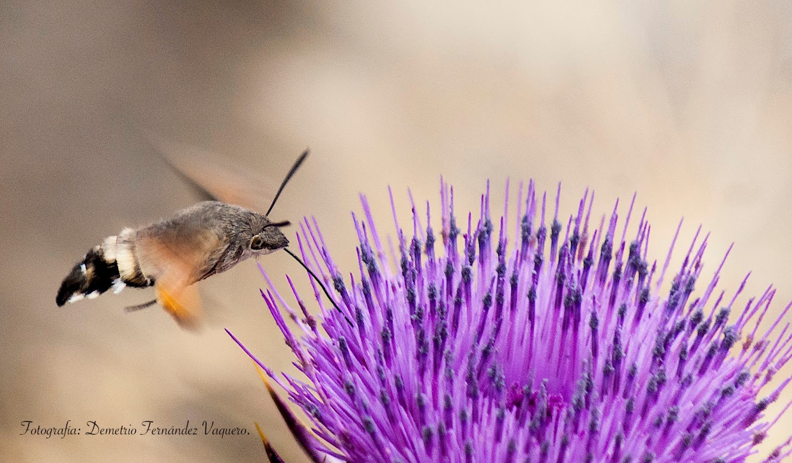 Secuencias de esfinge colibrí libando néctar de alcachofa (lepidóptero ...
