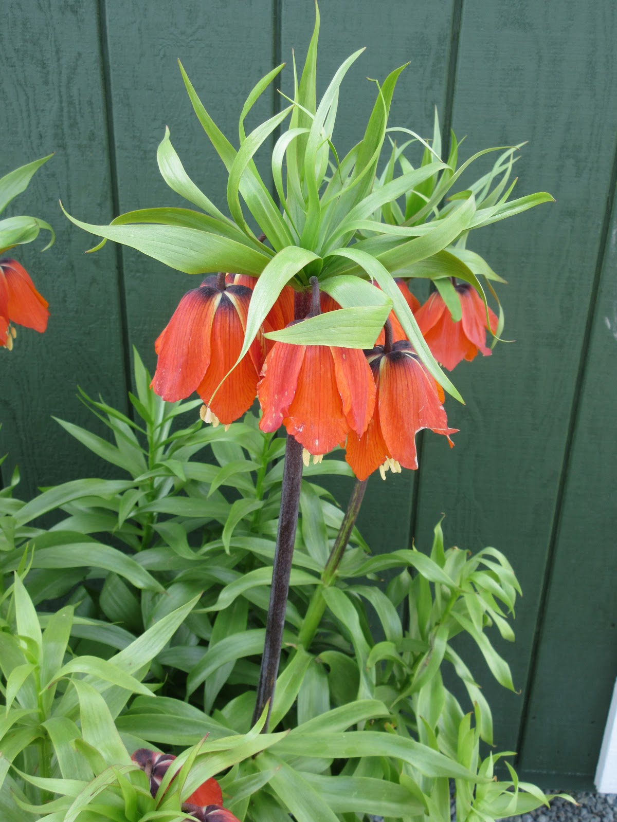 Tuesdays with Gramma