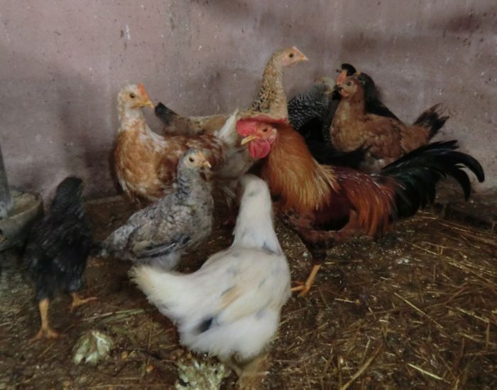 JOSEBAMIEL EROA: Noticias del gallinero (foto)