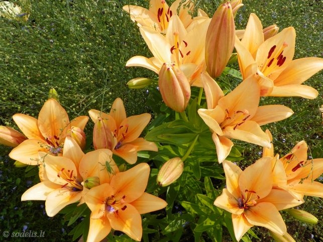 Stilingas gyvenimas: Azijines lelijos