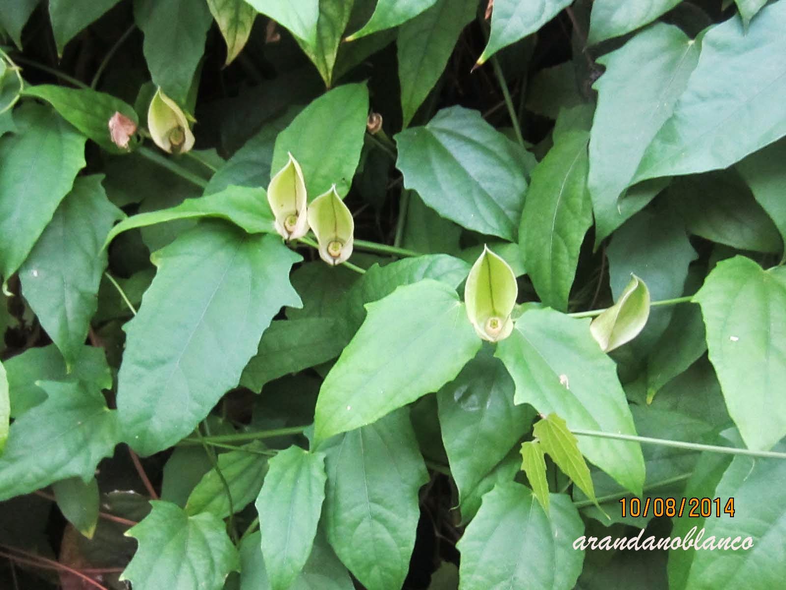 arbustosensevilla-encinarosa: Bignonia azul / thumbergia grandiflora ...