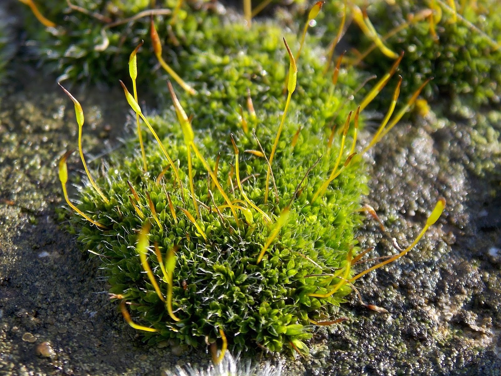 Tortula muralis Hedw.