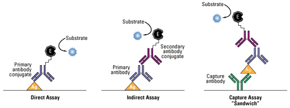 ELISA test : Antibody Detection - MedchromeTube