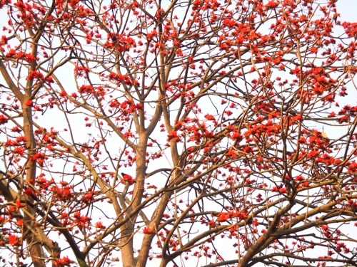 Grass Root News: Mandar, a priceles tree is going to be lost from Nature