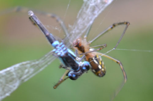 Photographing Close Up: Dragonfly and Spider with Friends