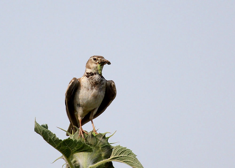 Richard Smith - Birdwatching Days Out: ROMANIA, Sinoe, Constanta, Part ...