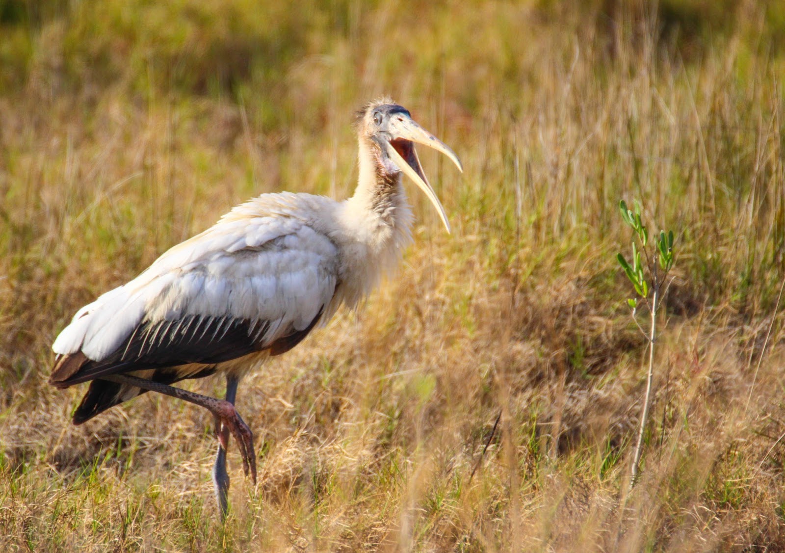 Cannundrums: Wood Stork
