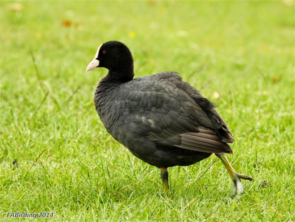 Wildlife Watching with FAB.: Coot.