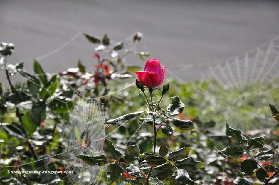 MySecretGarden: Beautiful Traps. Wordless Wednesday