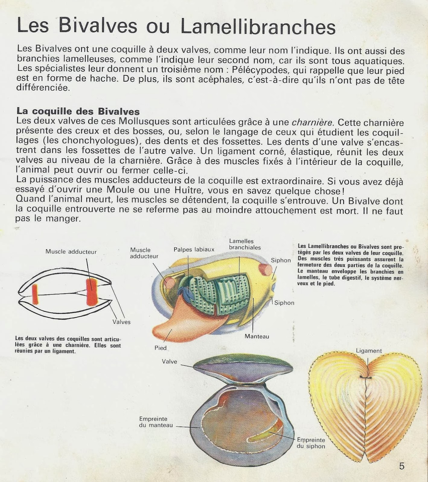 Leçons de choses: Mollusques et crustacés