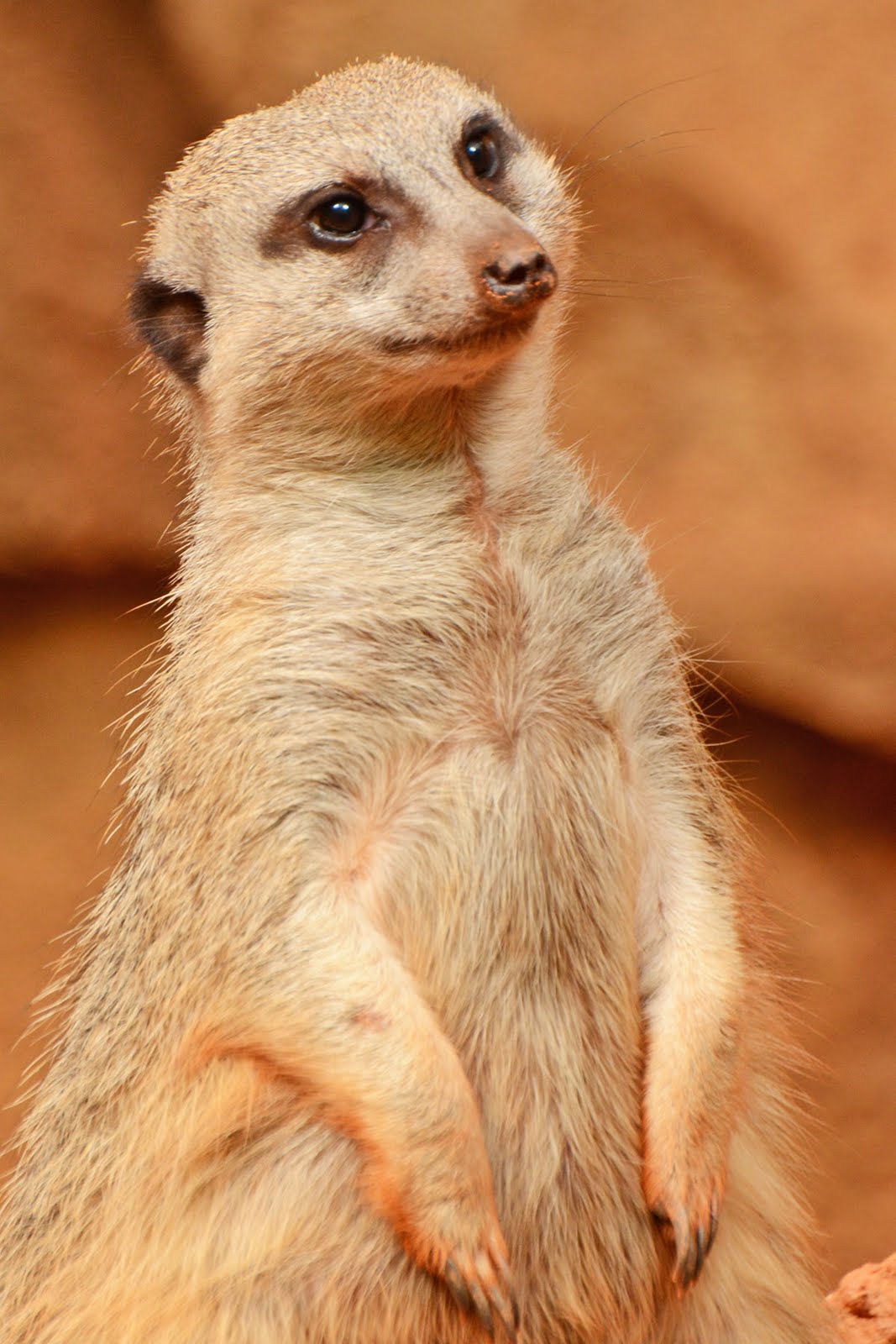 Snippets from Springdale: Zoo Zunday