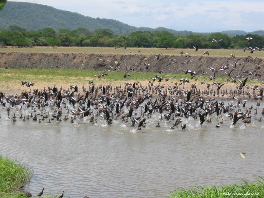 ECOSISTEMAS DE COSTA RICA: REFUGIO DE VIDA SILVESTRE TEMPISQUE SAFARI ...