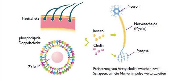 Vitalstoffe: Cholin & Inositol – Die Nerven-Erneuerer