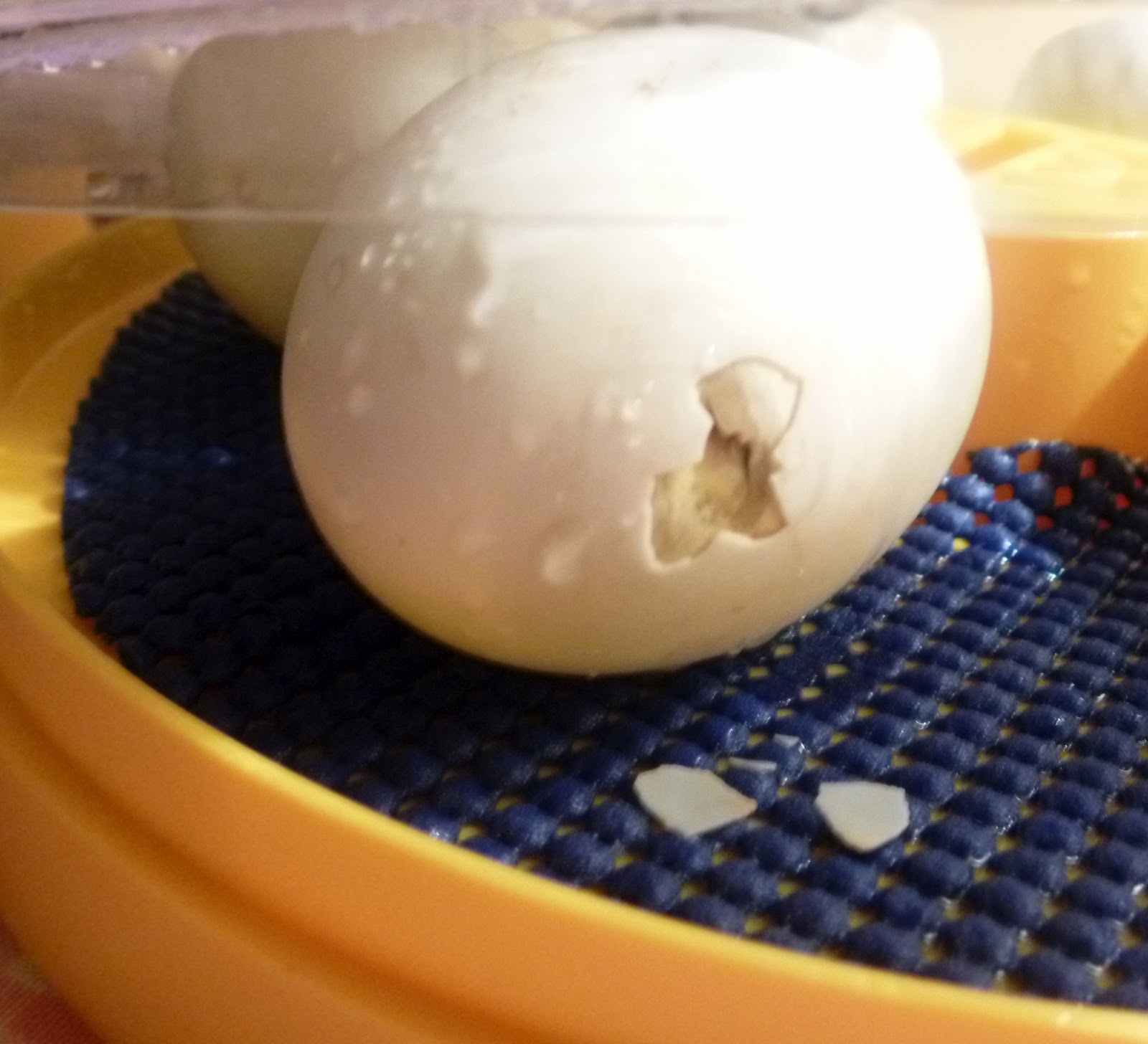 The Beginners Guide to Hatching Duck Eggs [with egg candling photos ...
