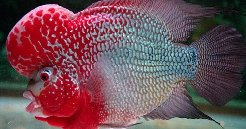 Journey Of Flowerhorn (Louhan): Louhan Red Magma / Super Red Magma ( SRM )