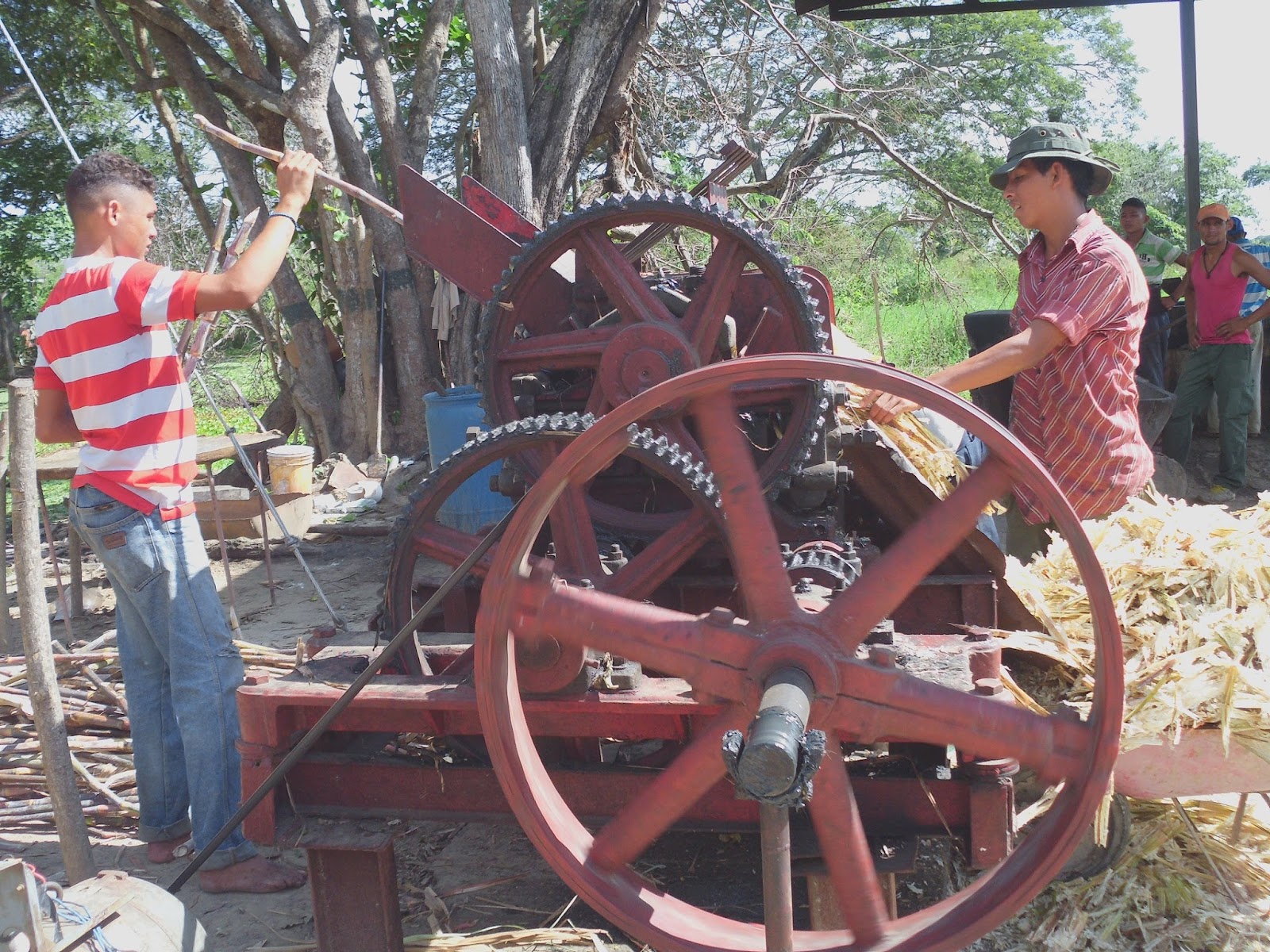 Conozca la Ruta del Trapiche y como se produce la panela de caña del ...