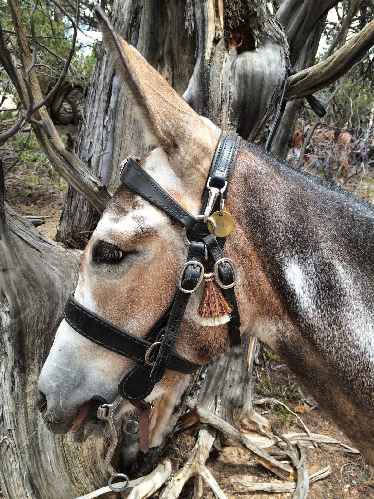 Longears and Sourdough: Southern Missouri Mule