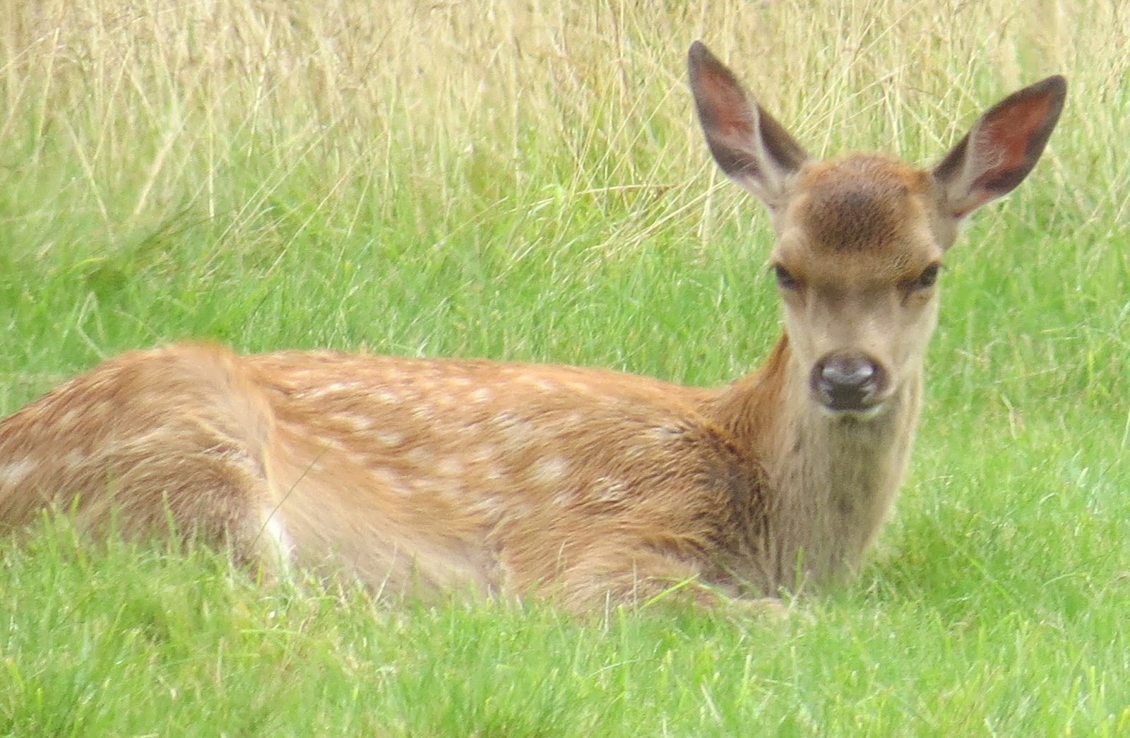 The Autistic Naturalist: July 30th Holkham Hall