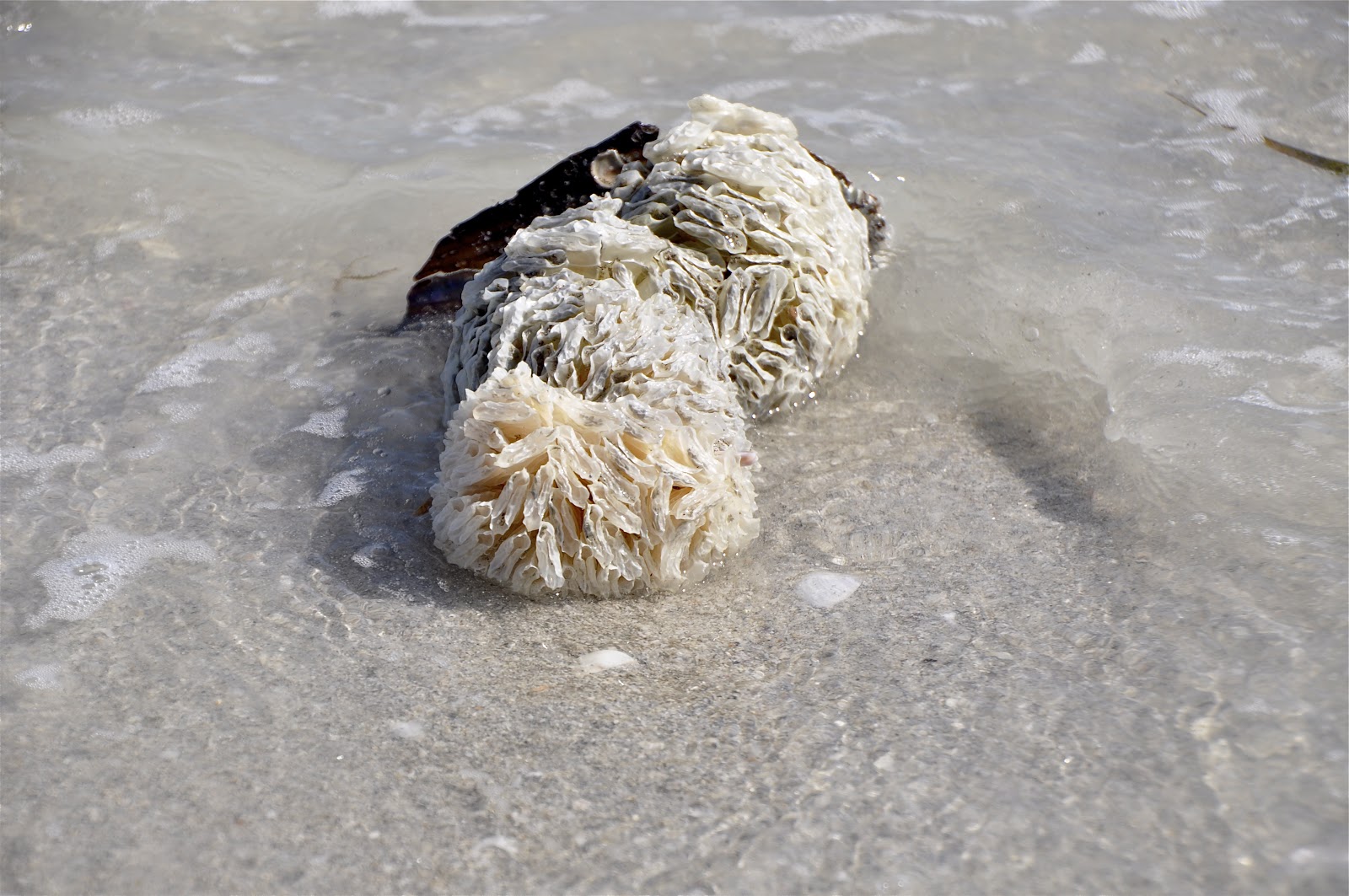 My Retiring Life: "Go on, high ship, since now, upon the shore, The ...