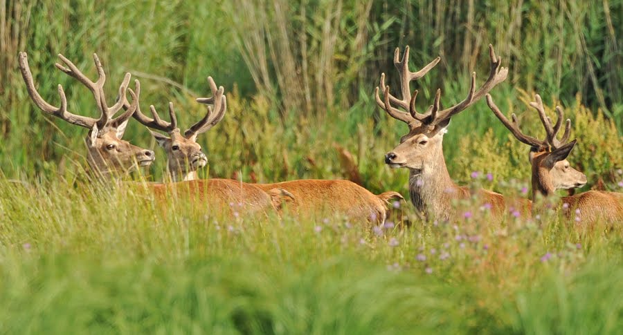 Brian Rafferty...Wildlife Photographer: Deer Watching